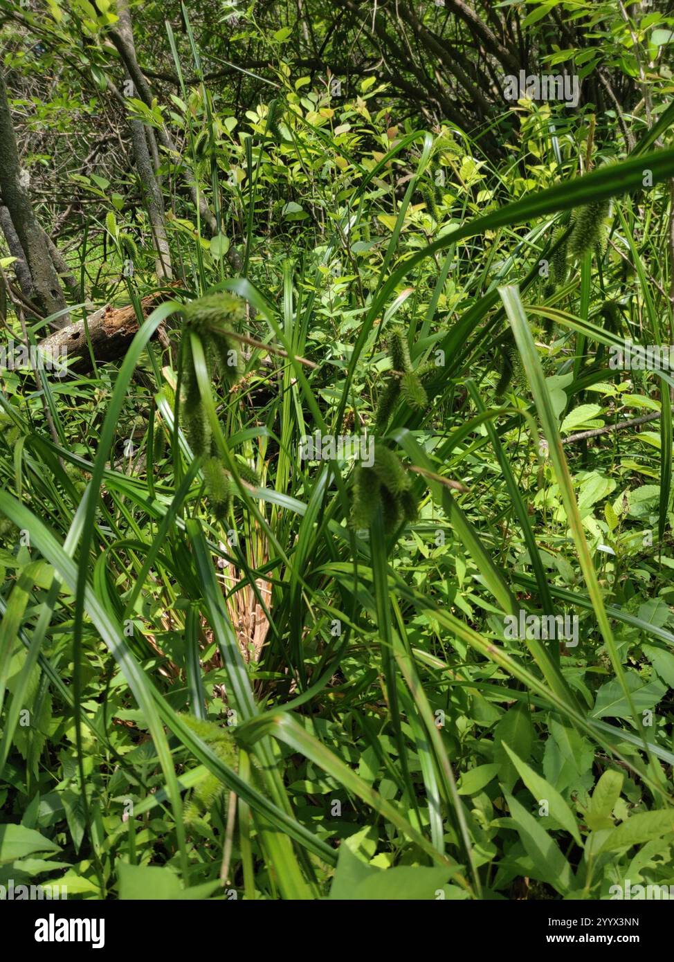 bristly sedge (Carex comosa Stock Photo - Alamy