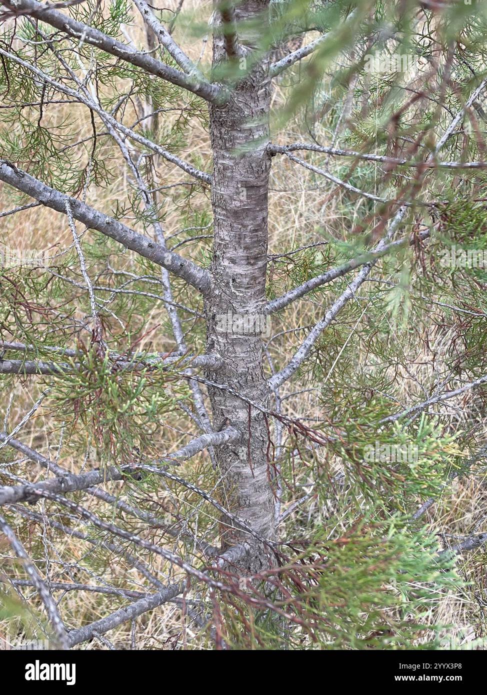 White Cypress-pine (Callitris glaucophylla Stock Photo - Alamy