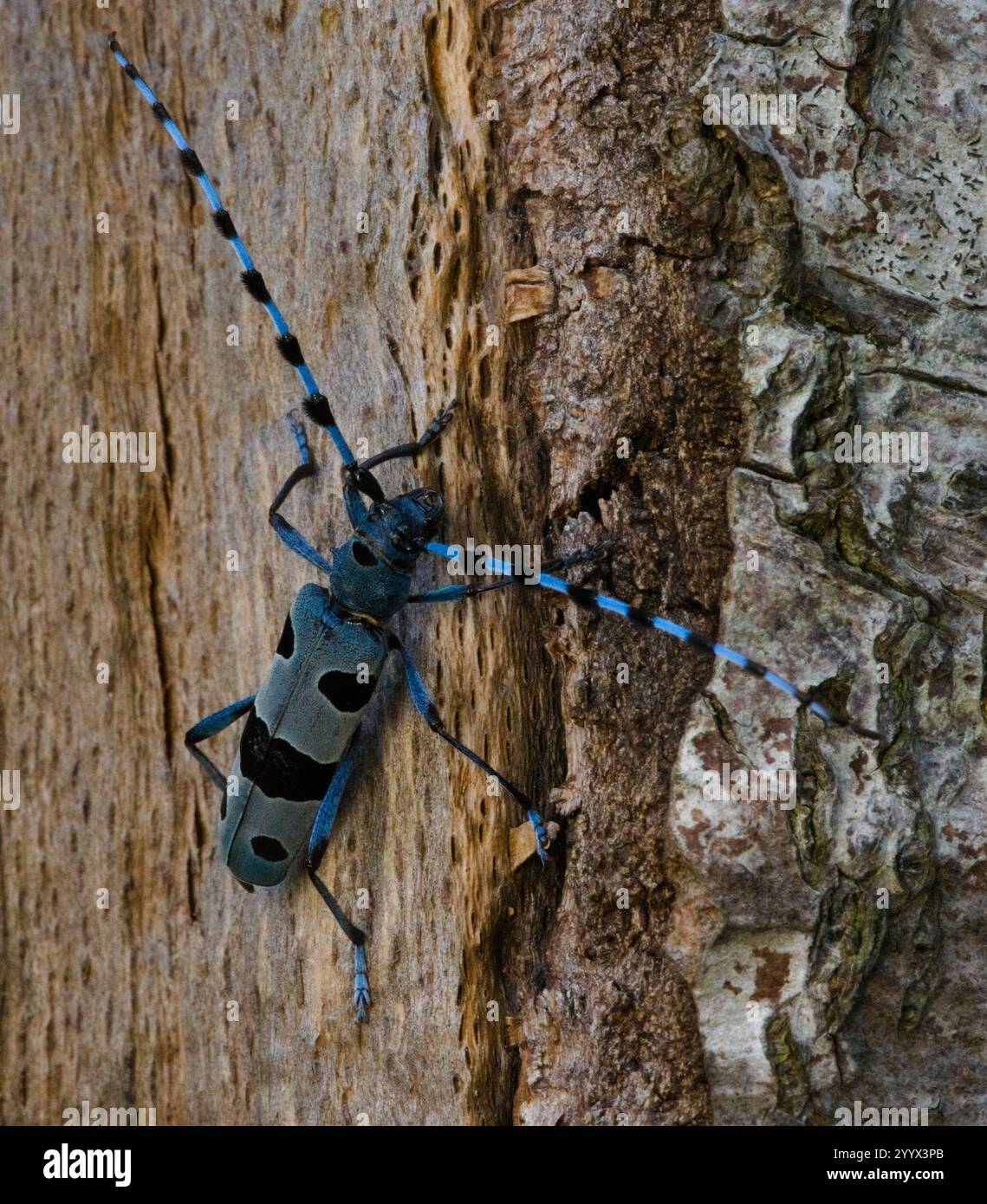 Alpine longhorn Rosalia (Rosalia alpina Stock Photo - Alamy
