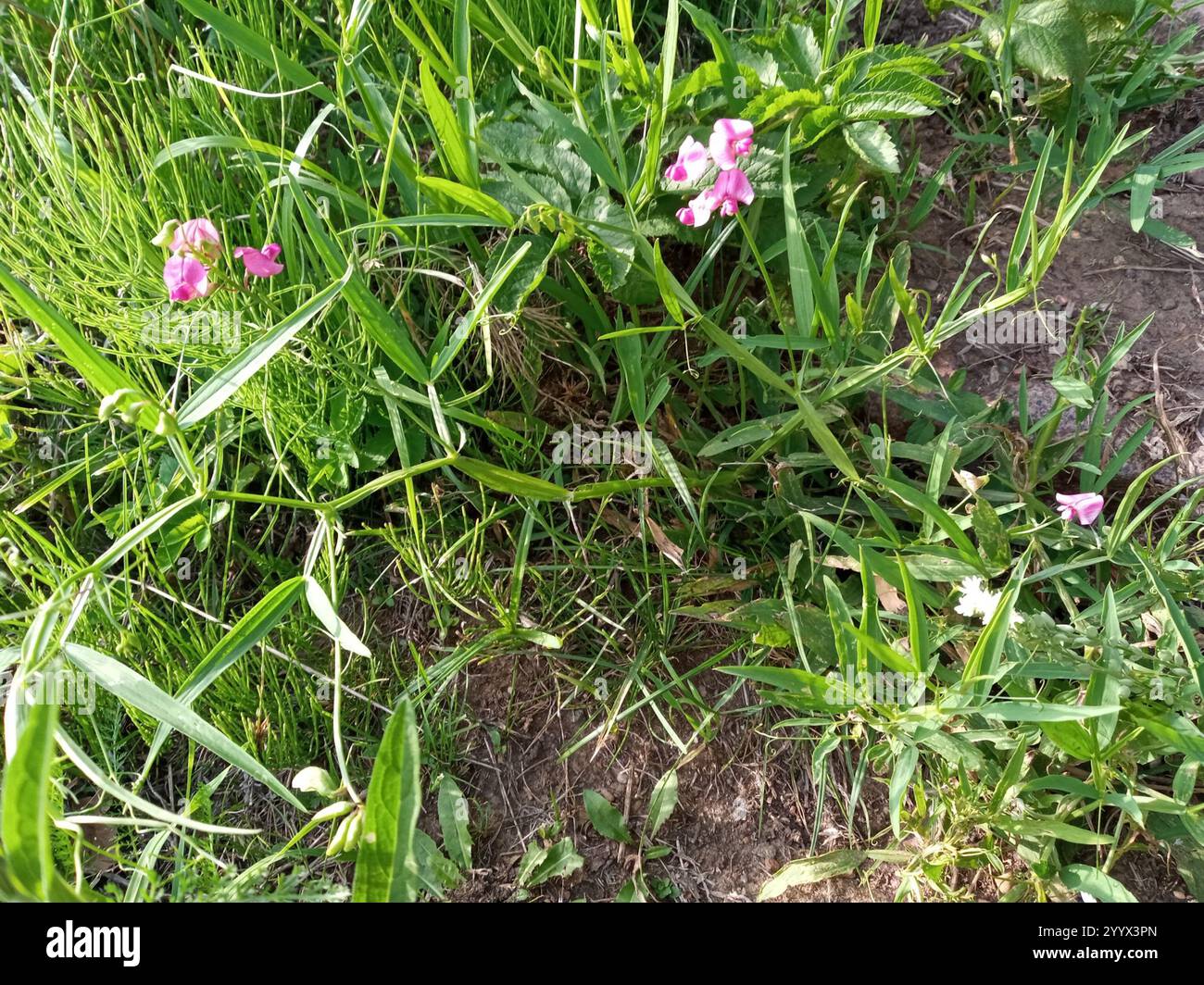 Narrow-leaved Everlasting-pea (Lathyrus sylvestris Stock Photo - Alamy