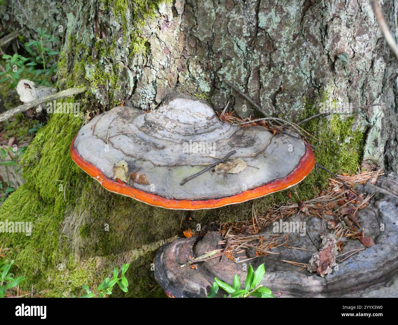 Red-banded Polypore (Fomitopsis pinicola Stock Photo - Alamy