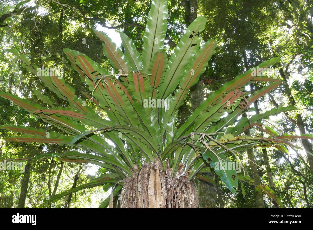 Bird's nest fern (Asplenium australasicum Stock Photo - Alamy
