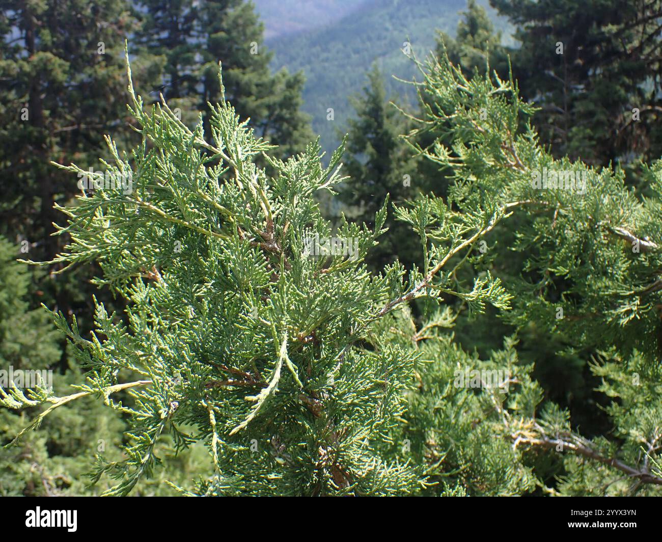 Rocky Mountain Juniper (Juniperus scopulorum Stock Photo - Alamy