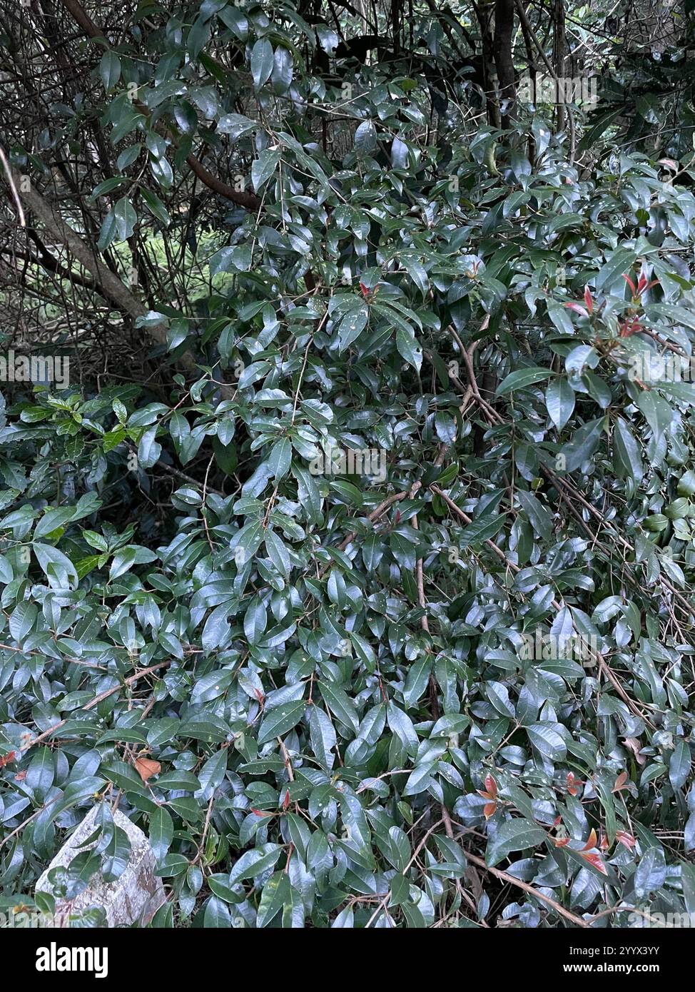 scrub cherry (Syzygium australe Stock Photo - Alamy