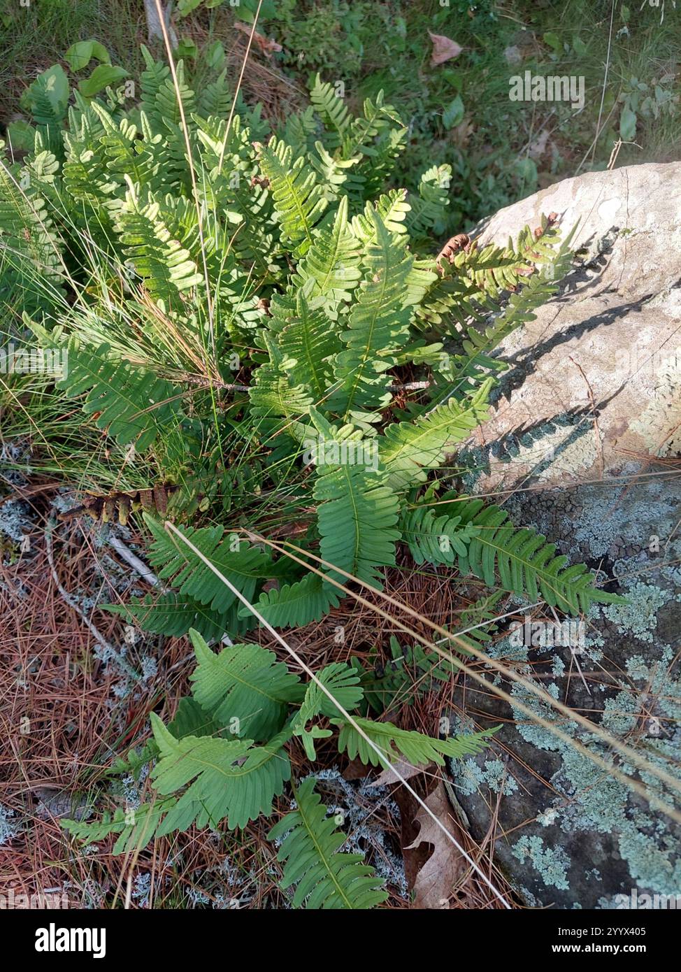 rock polypody (Polypodium virginianum Stock Photo - Alamy