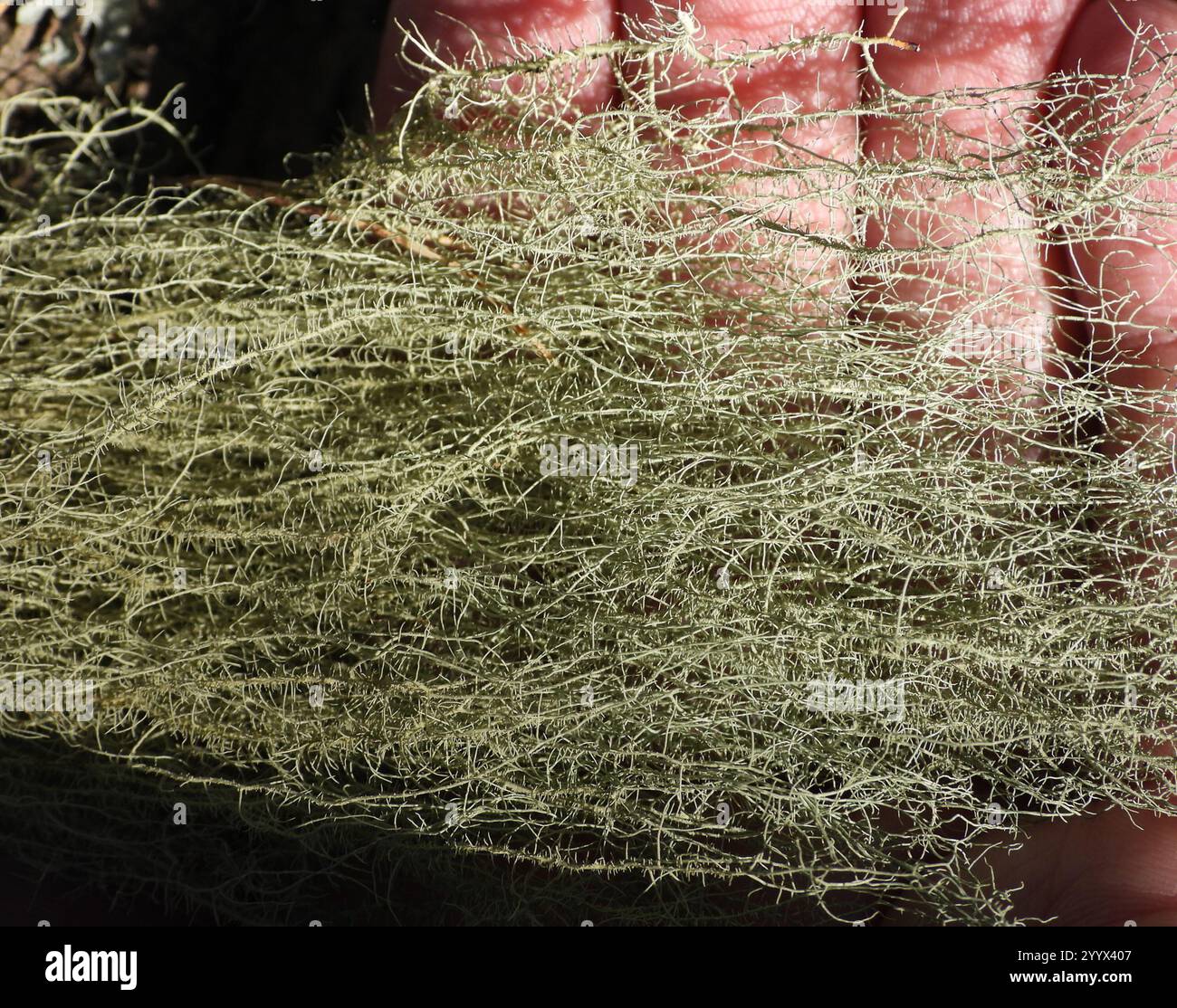 Fishbone Beard Lichen (Usnea dasopoga Stock Photo - Alamy