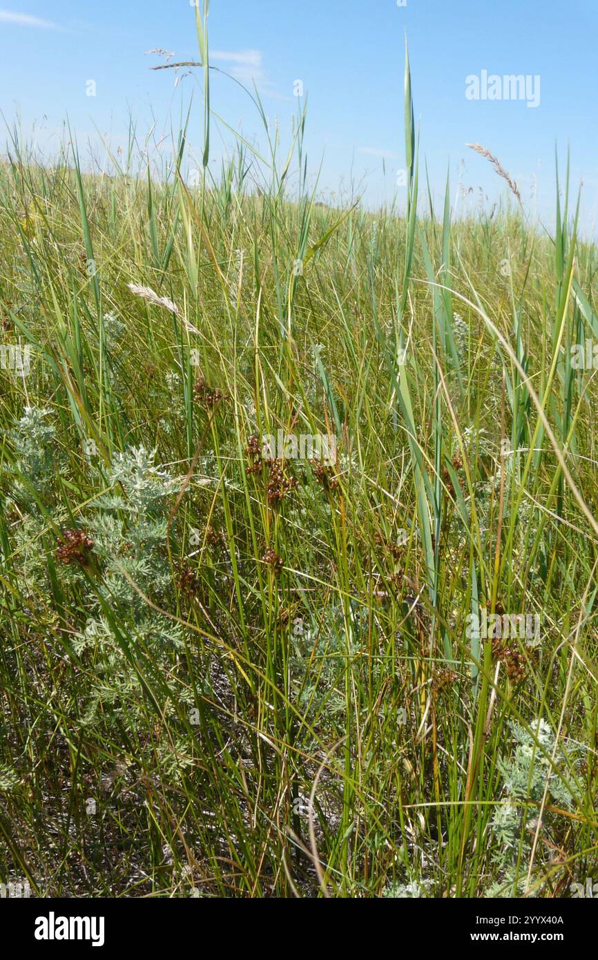 Flattened Rush (Juncus compressus Stock Photo - Alamy