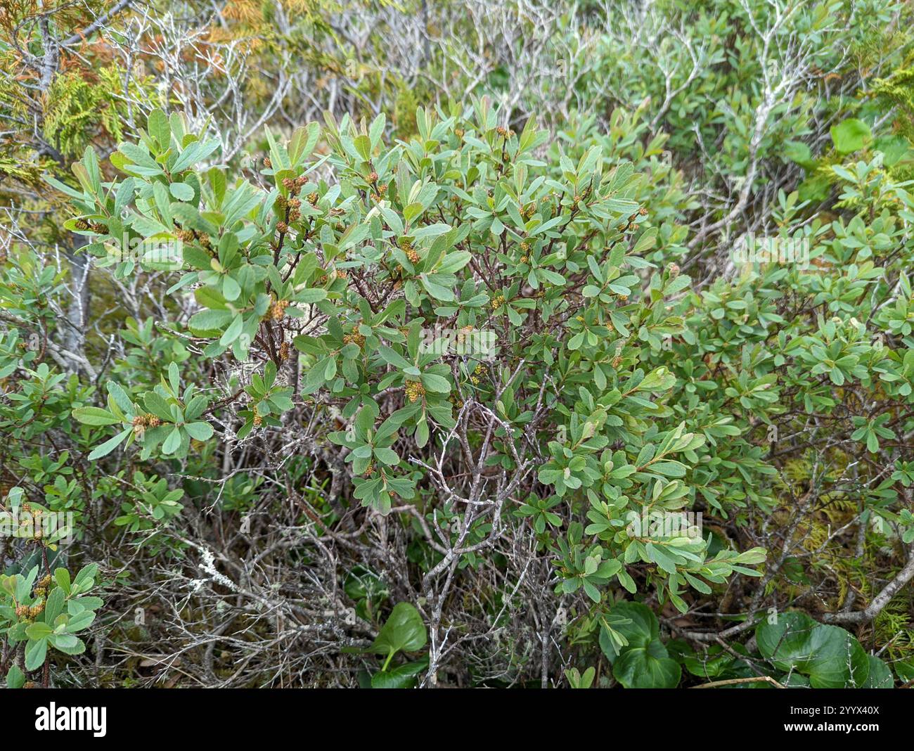 bog myrtle (Myrica gale Stock Photo - Alamy