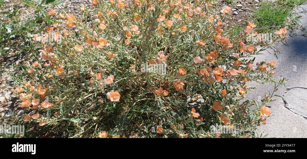 spear globemallow (Sphaeralcea hastulata Stock Photo - Alamy