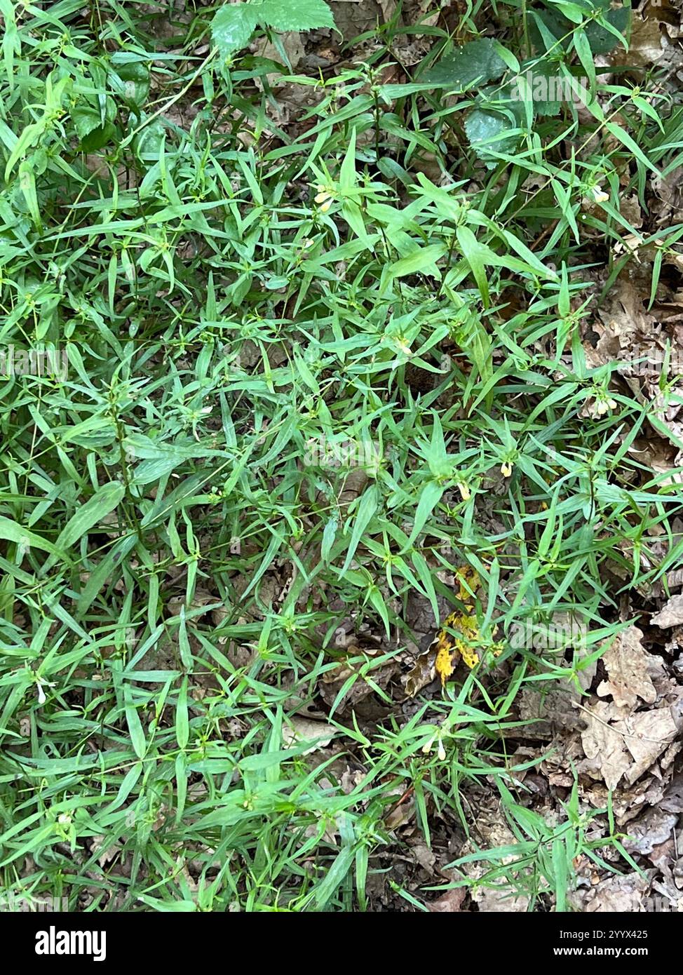 Common Cow-wheat (Melampyrum pratense Stock Photo - Alamy