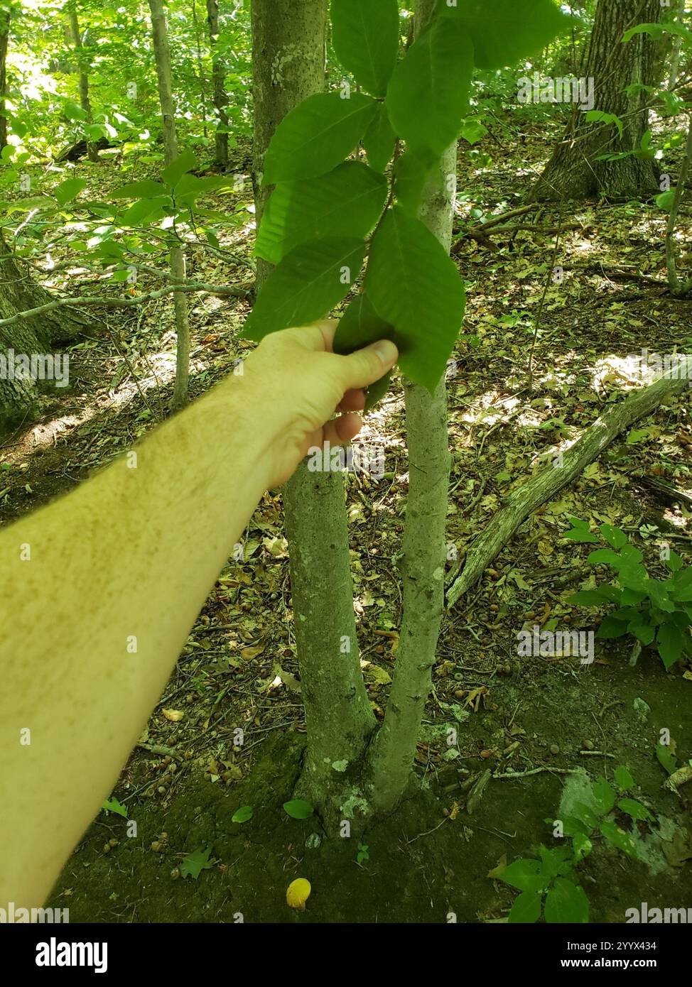 Ornate-stalked bolete (Retiboletus ornatipes Stock Photo - Alamy