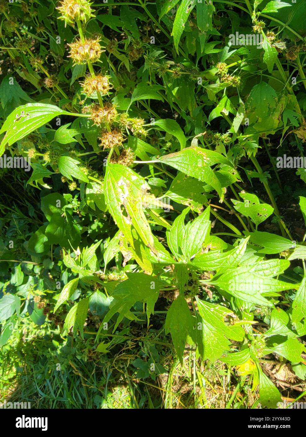 nettle family (Urticaceae Stock Photo - Alamy