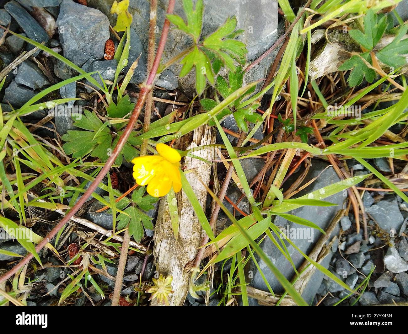 Creeping buttercup (Ranunculus repens Stock Photo - Alamy