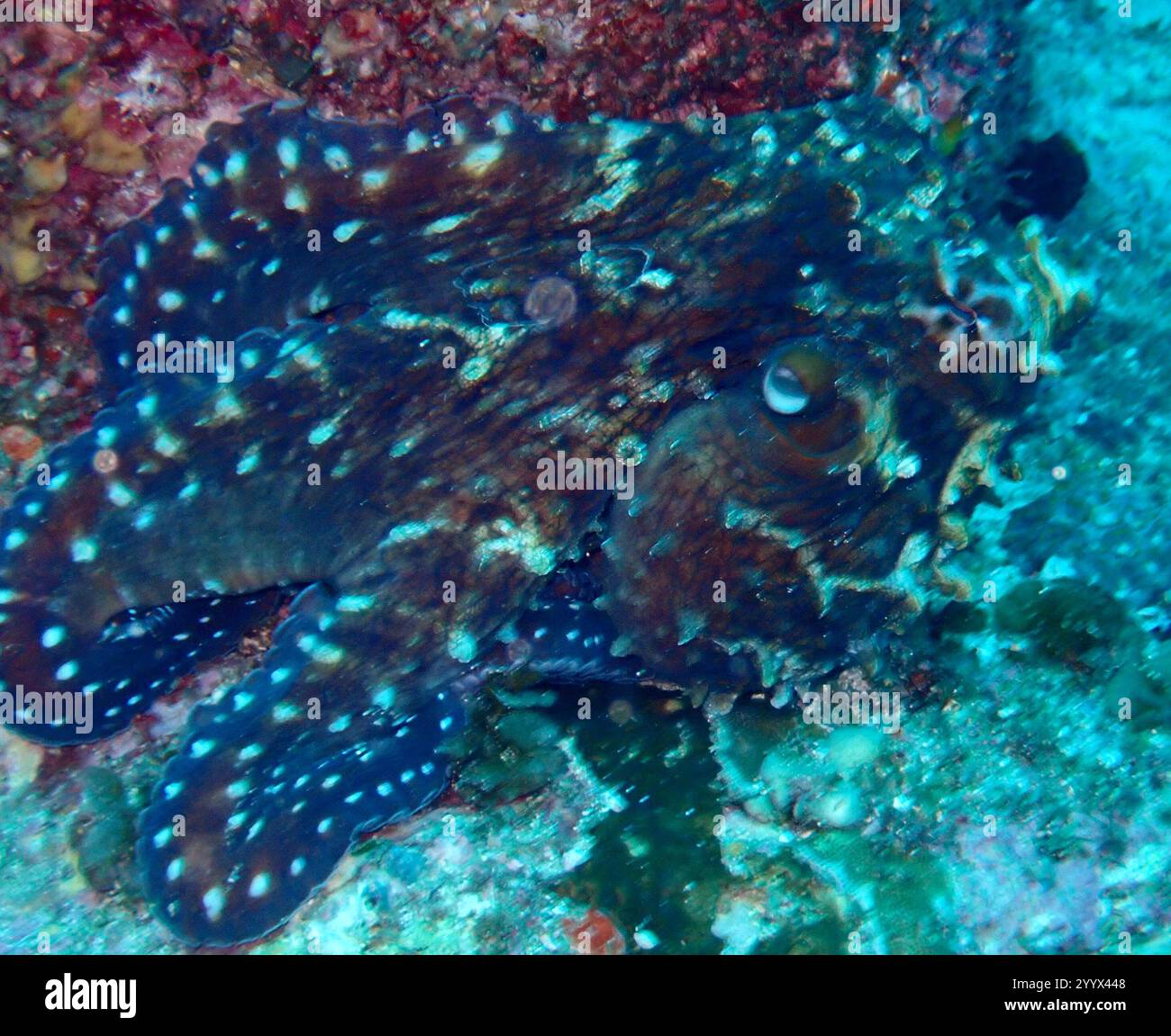 Day Octopus (Octopus cyanea Stock Photo - Alamy