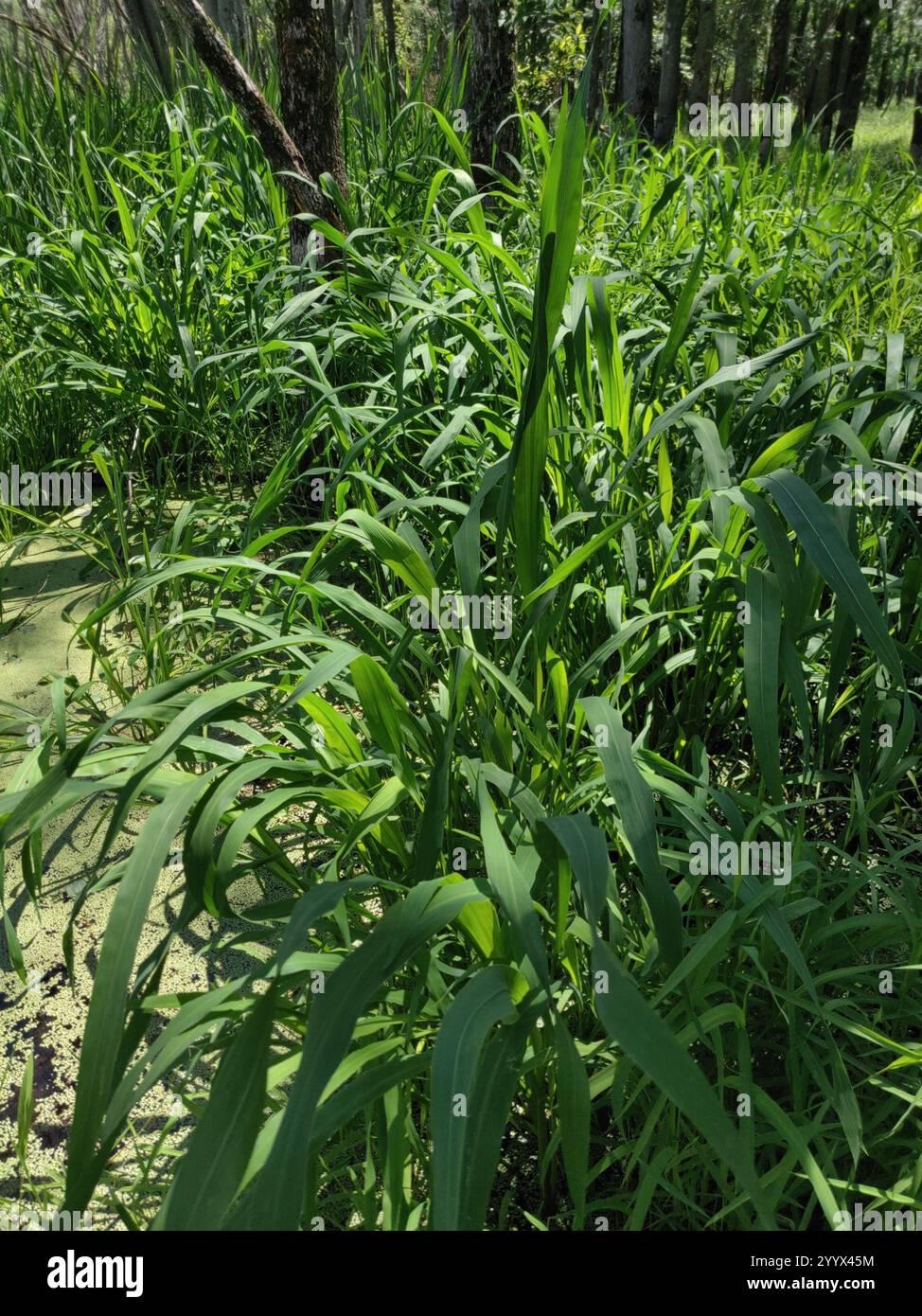 grasses, sedges, cattails, and allies (Poales Stock Photo - Alamy