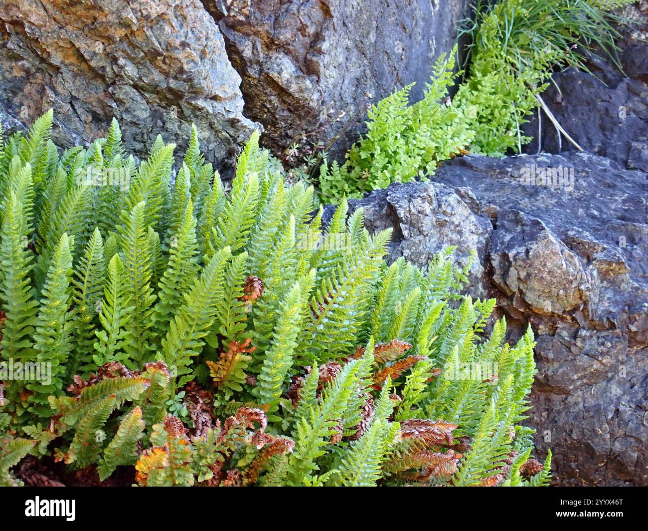 brittle bladderfern (Cystopteris fragilis Stock Photo - Alamy