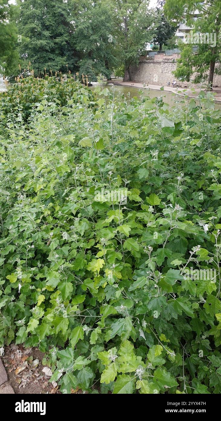 white poplar (Populus alba Stock Photo - Alamy