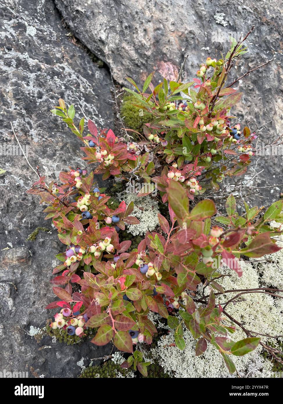 lowbush blueberry (Vaccinium angustifolium Stock Photo - Alamy