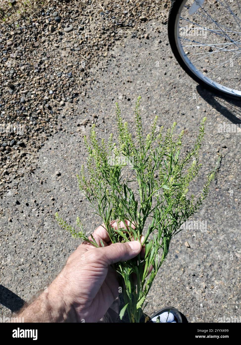 Common Peppergrass (Lepidium densiflorum Stock Photo - Alamy