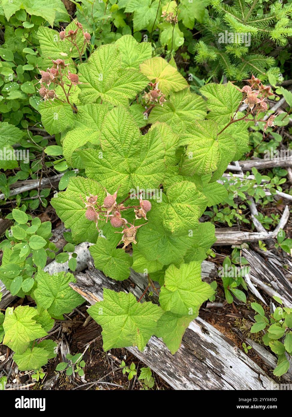 thimbleberry (Rubus parviflorus Stock Photo - Alamy