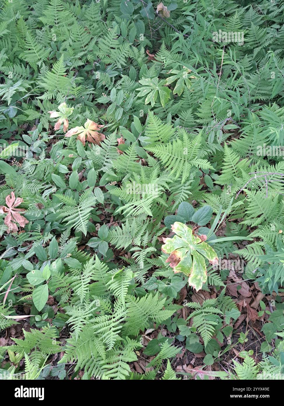 broad beech fern (Phegopteris hexagonoptera Stock Photo - Alamy