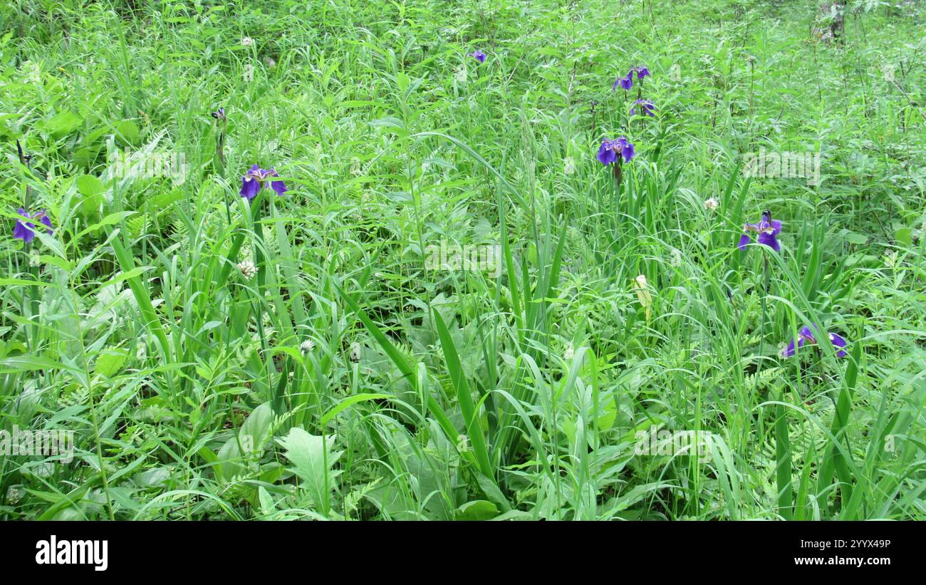 Beach-head Iris (Iris setosa Stock Photo - Alamy