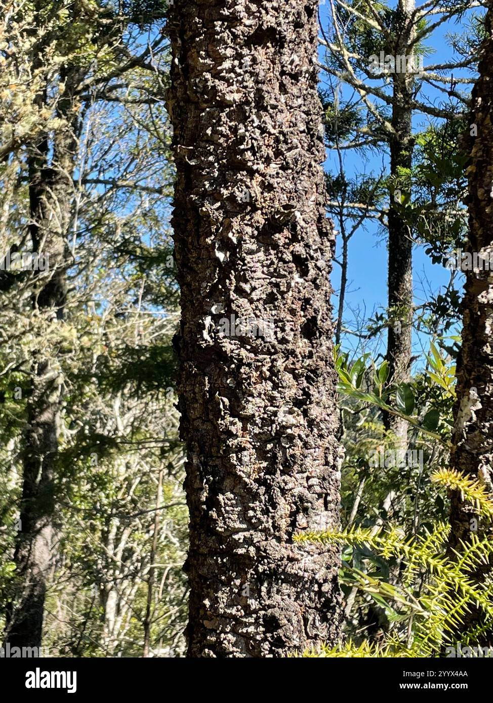 Hoop pine (Araucaria cunninghamii Stock Photo - Alamy