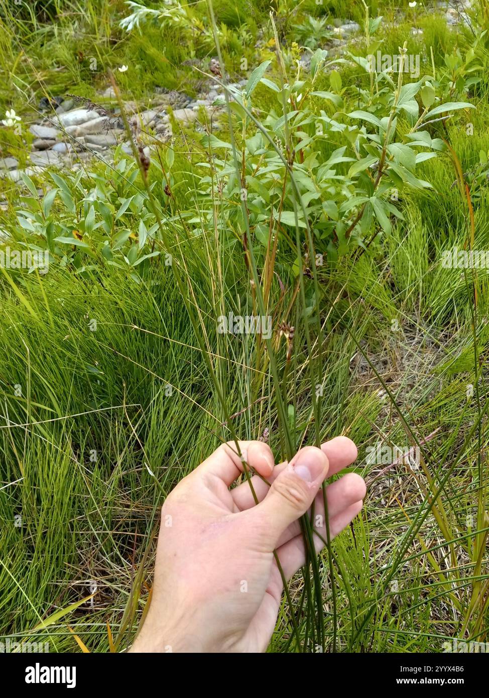 Arctic Rush (Juncus arcticus Stock Photo - Alamy