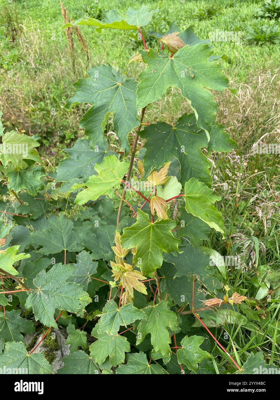 sycamore maple (Acer pseudoplatanus Stock Photo - Alamy