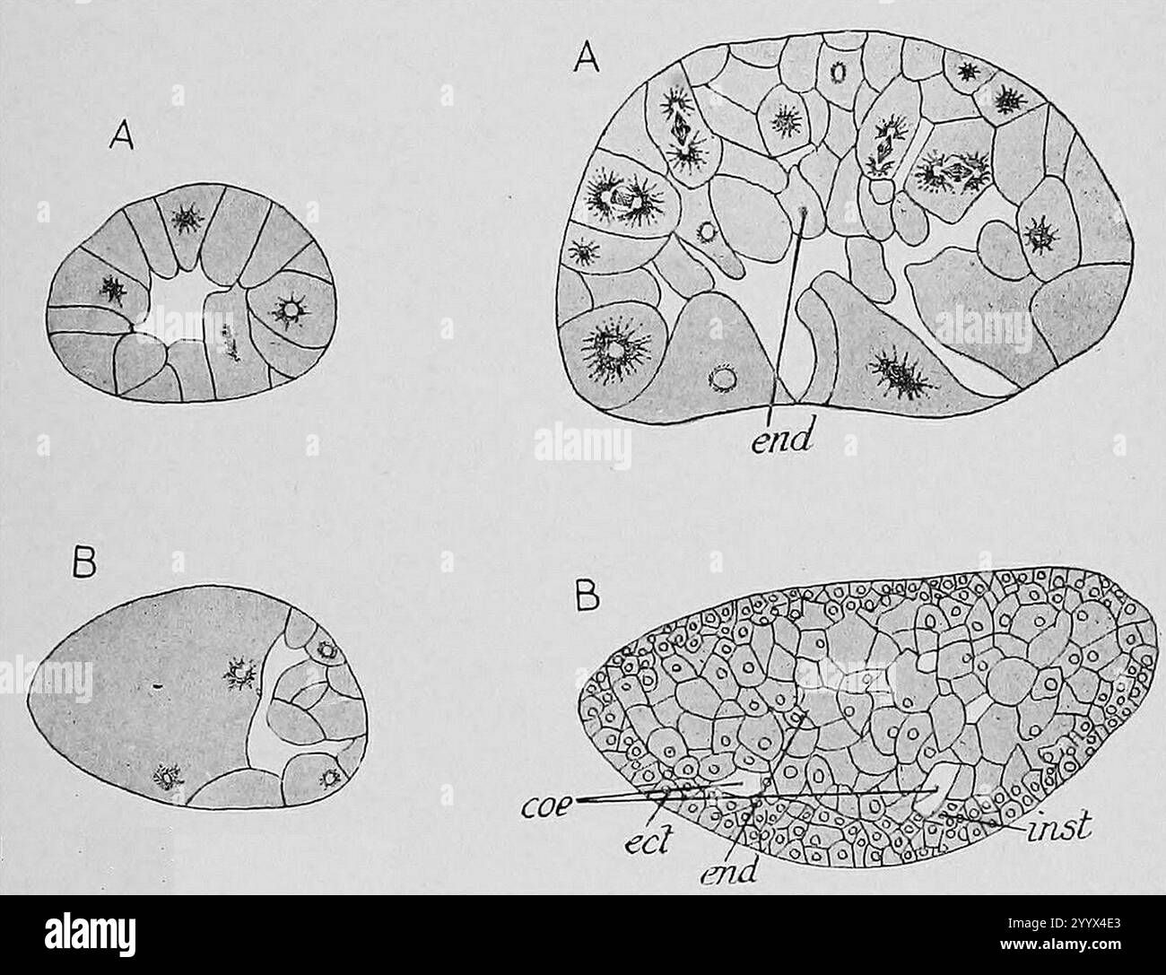 Ectopleura crocea hi-res stock photography and images - Alamy