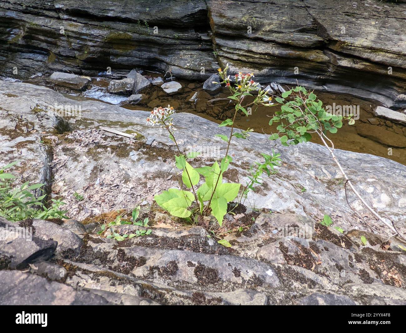 wood asters (Eurybia Stock Photo - Alamy