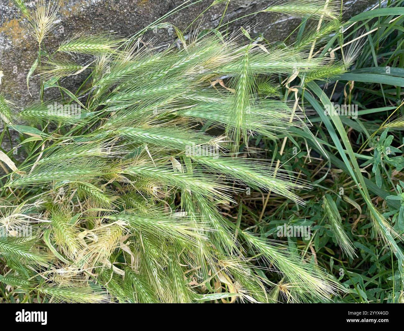 wall barley (Hordeum murinum Stock Photo - Alamy