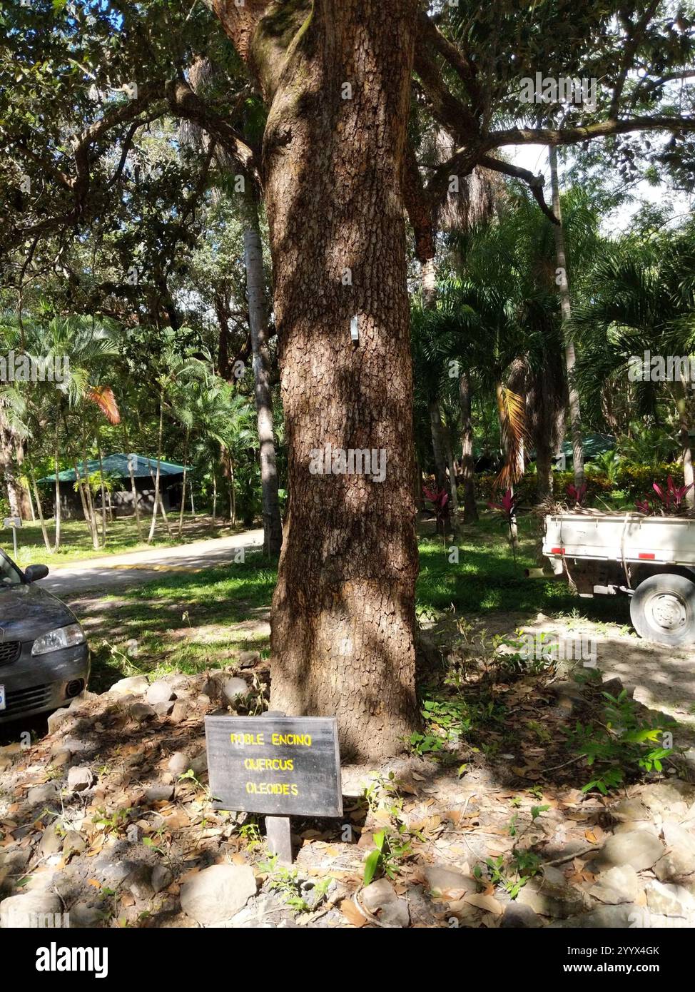 Oleoides hi-res stock photography and images - Alamy