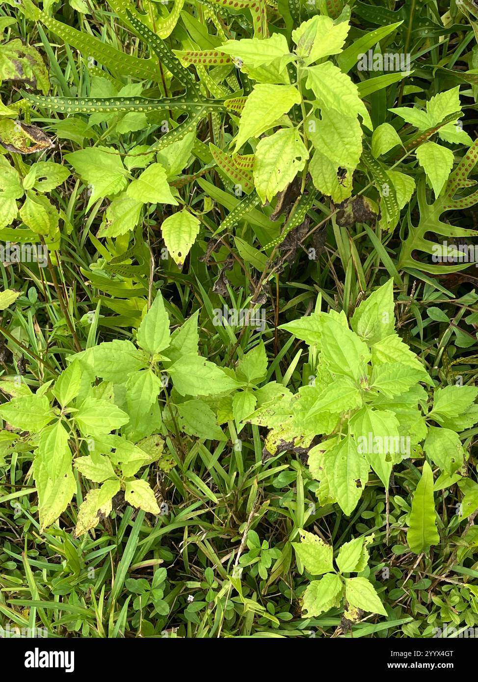 Siam weed (Chromolaena odorata Stock Photo - Alamy