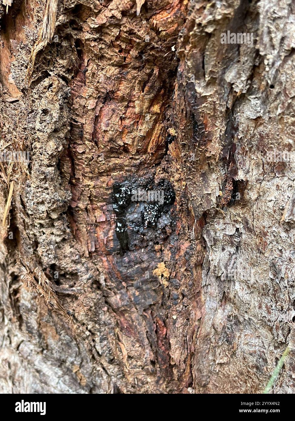 Tallowwood (Eucalyptus microcorys Stock Photo - Alamy