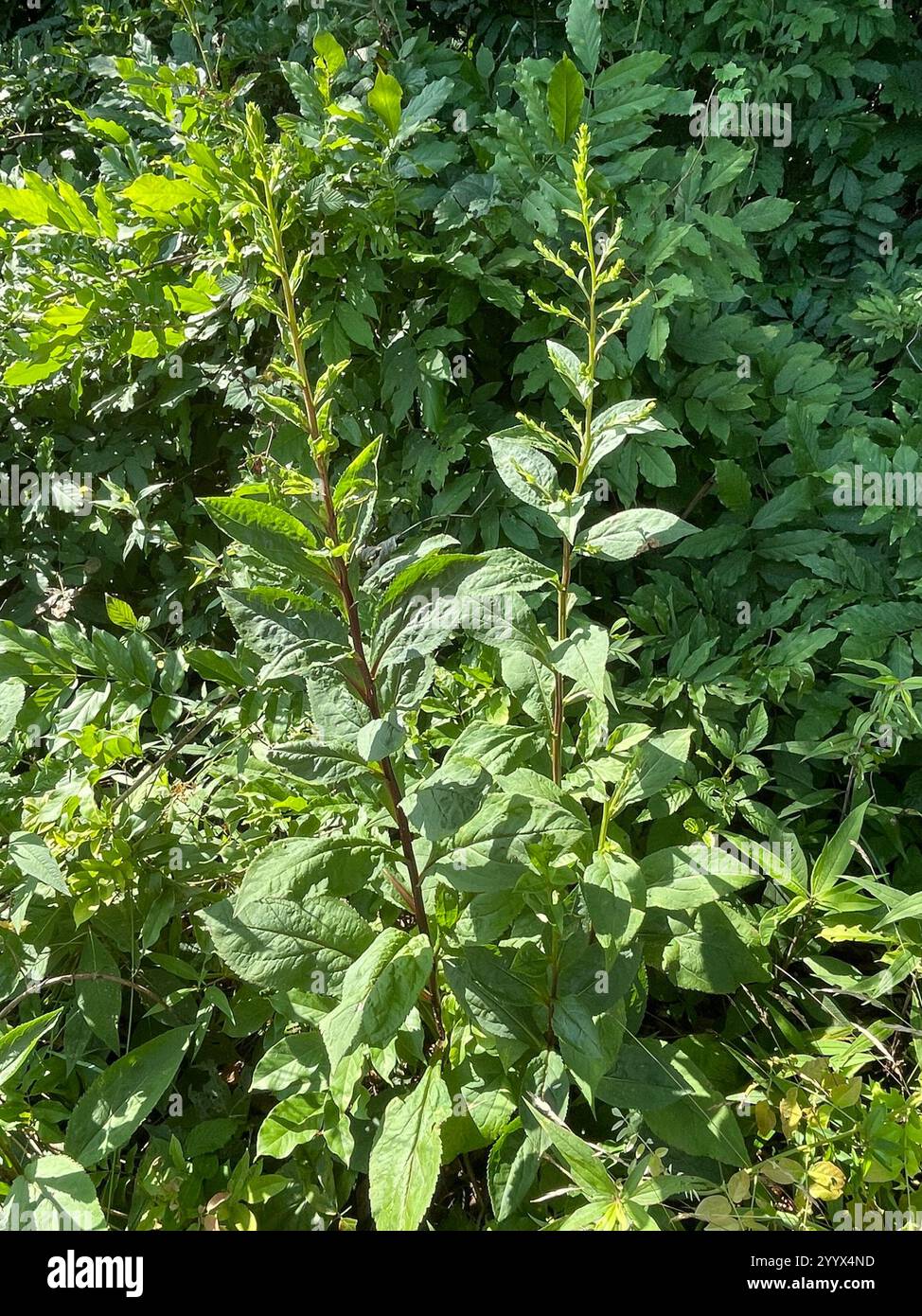 southern rough-leaved goldenrod (Solidago patula strictula Stock Photo ...