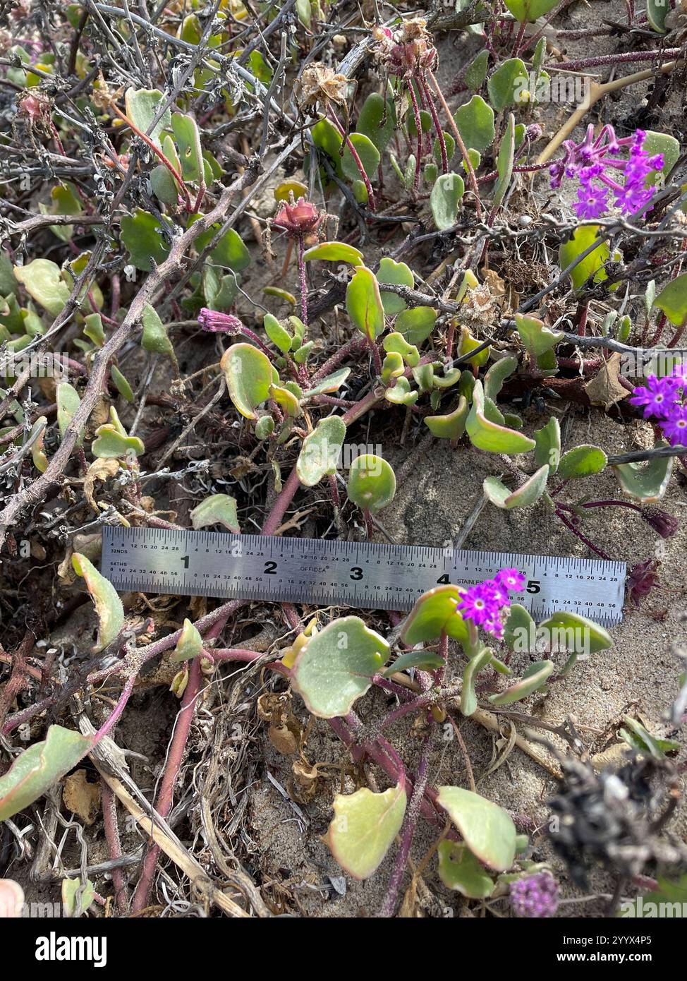 Pink Sand Verbena (Abronia umbellata Stock Photo - Alamy