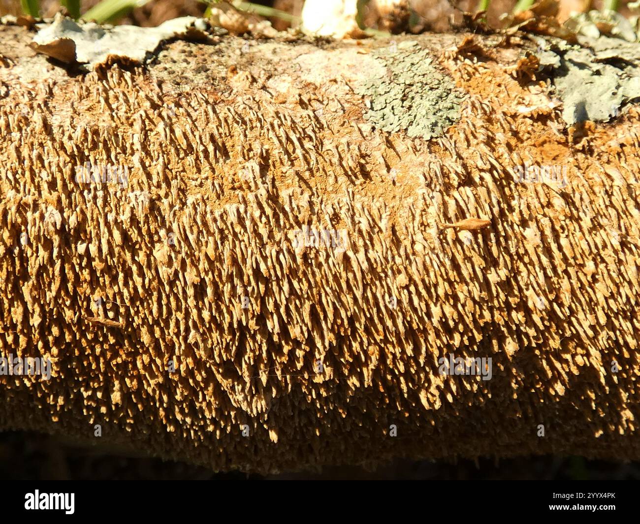 brown-toothed crust fungus (Hydnoporia olivacea Stock Photo - Alamy