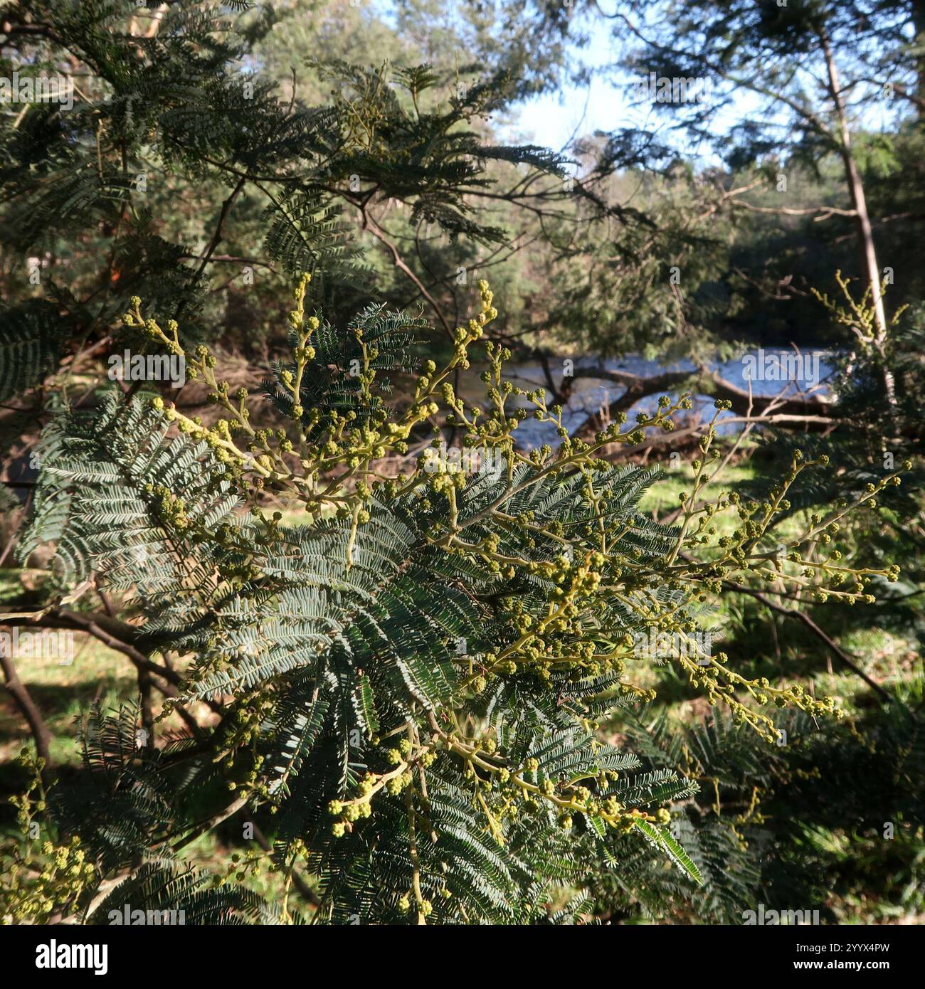 (Acacia dealbata dealbata Stock Photo - Alamy