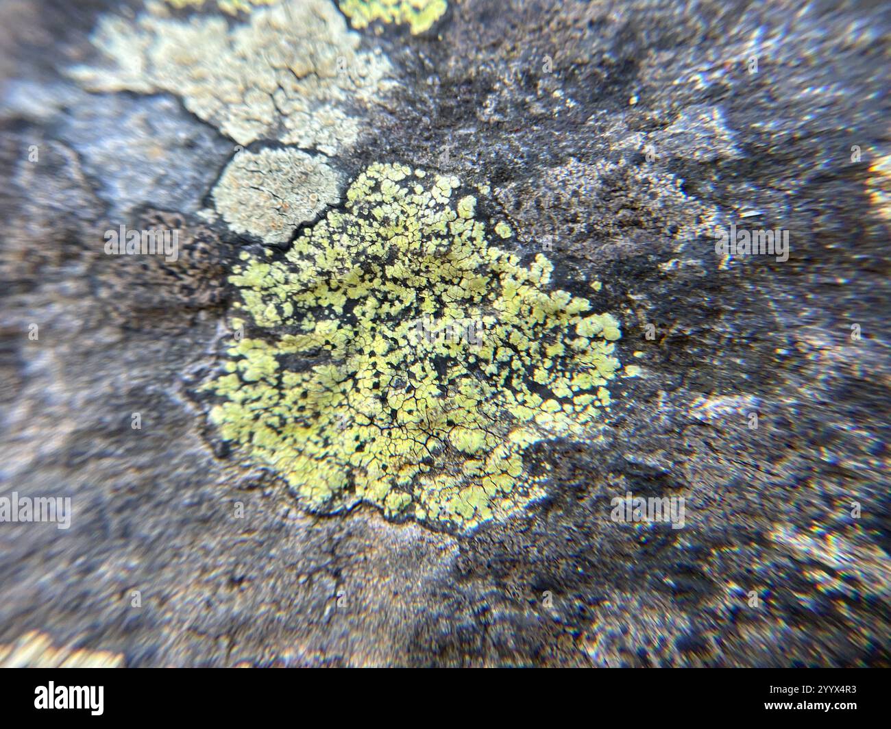 Map Lichens (Rhizocarpon Stock Photo - Alamy