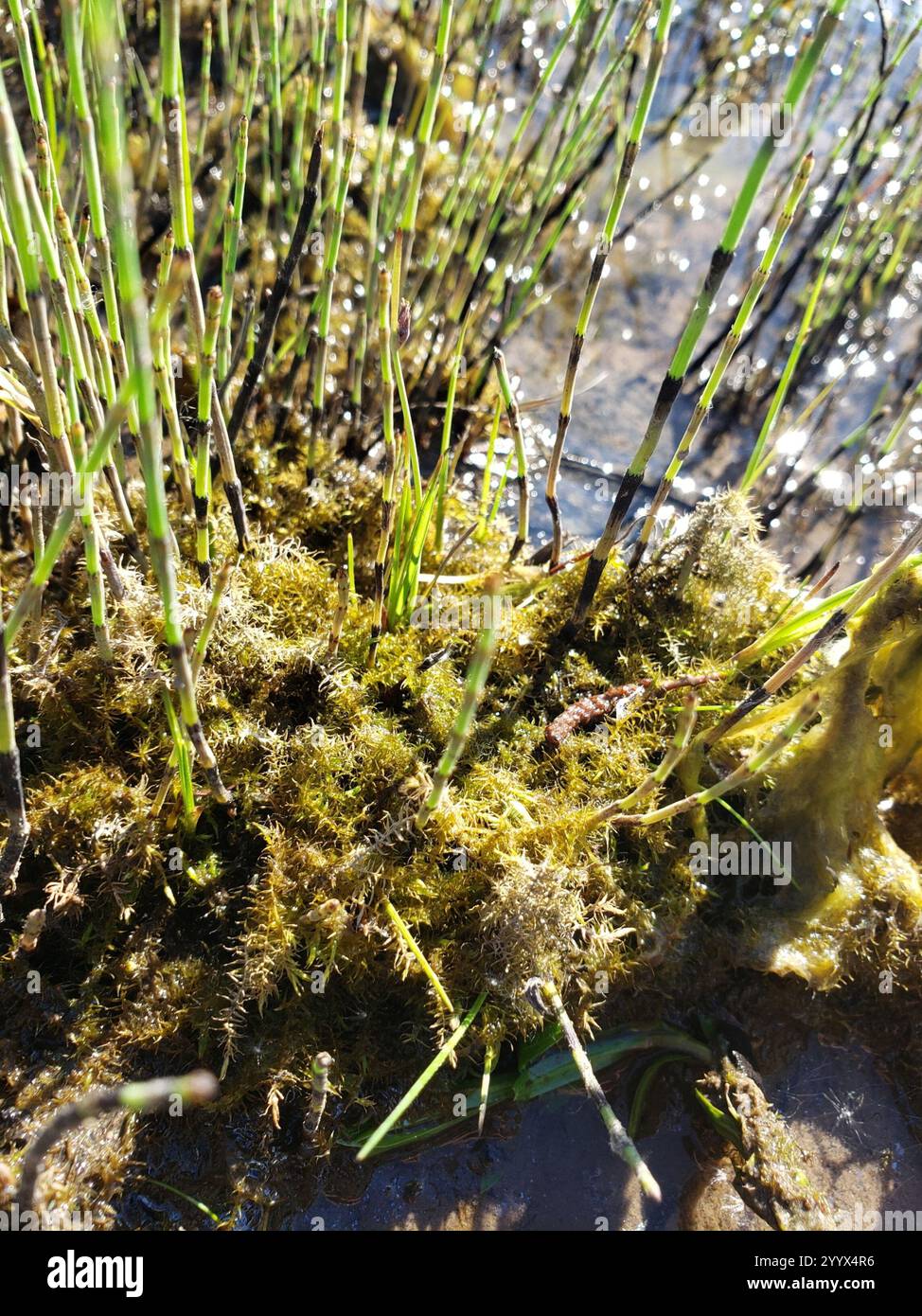 Kneiff's hook-moss (Drepanocladus aduncus Stock Photo - Alamy