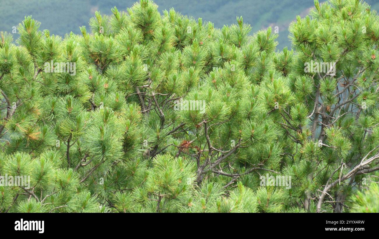 dwarf Siberian pine (Pinus pumila Stock Photo - Alamy