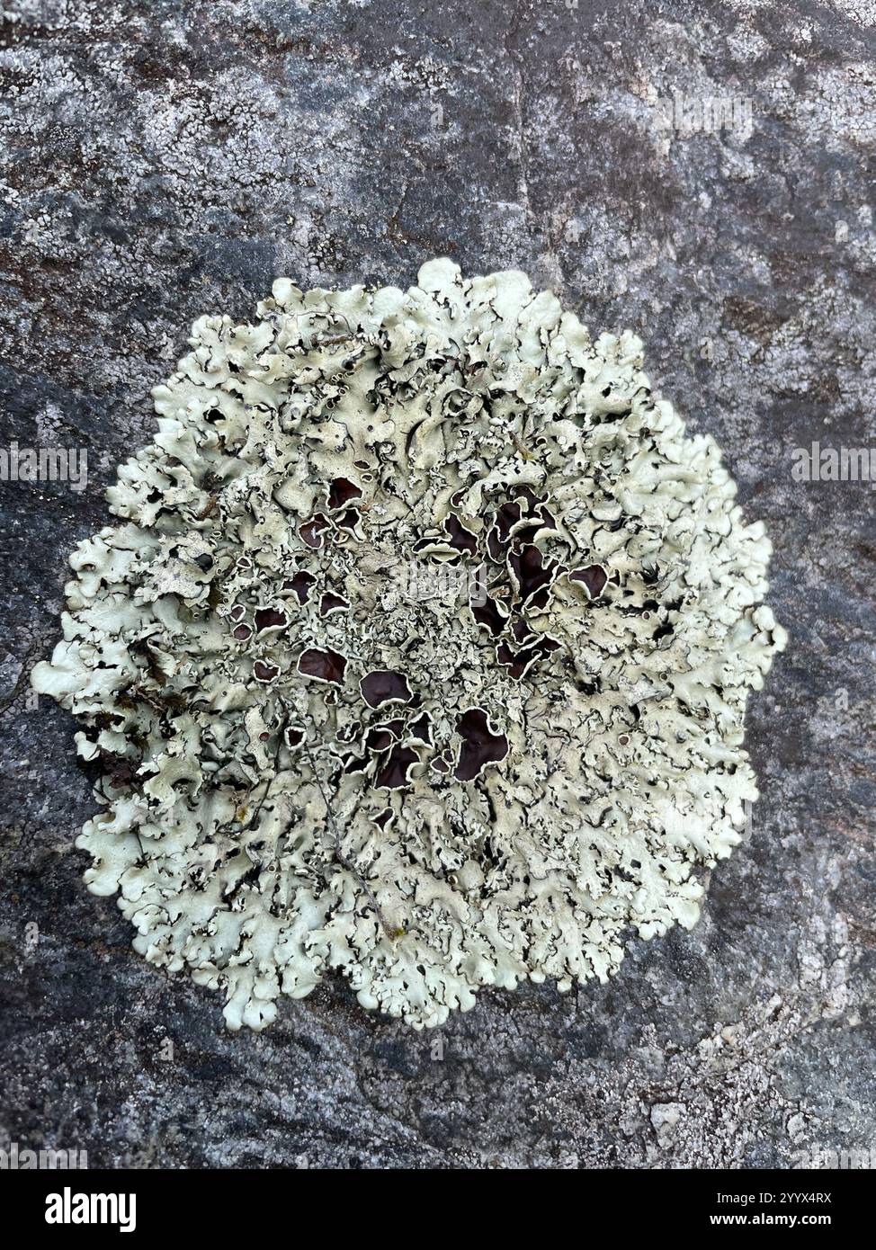 rock shield lichens (Xanthoparmelia Stock Photo - Alamy