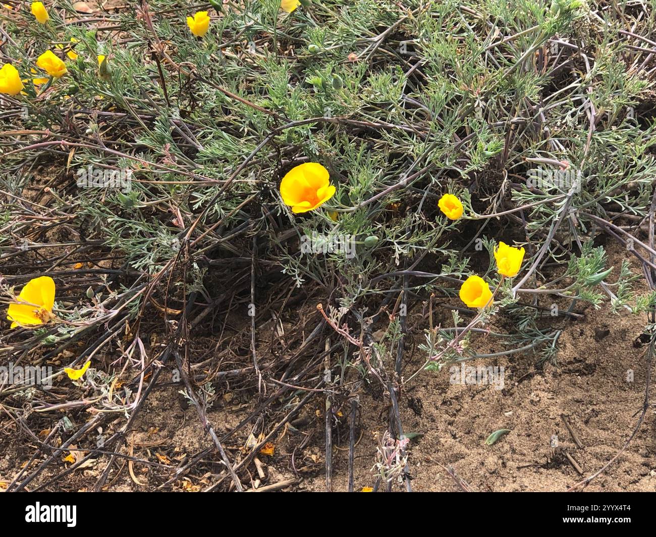 Desert Poppies (Eschscholzia Stock Photo - Alamy