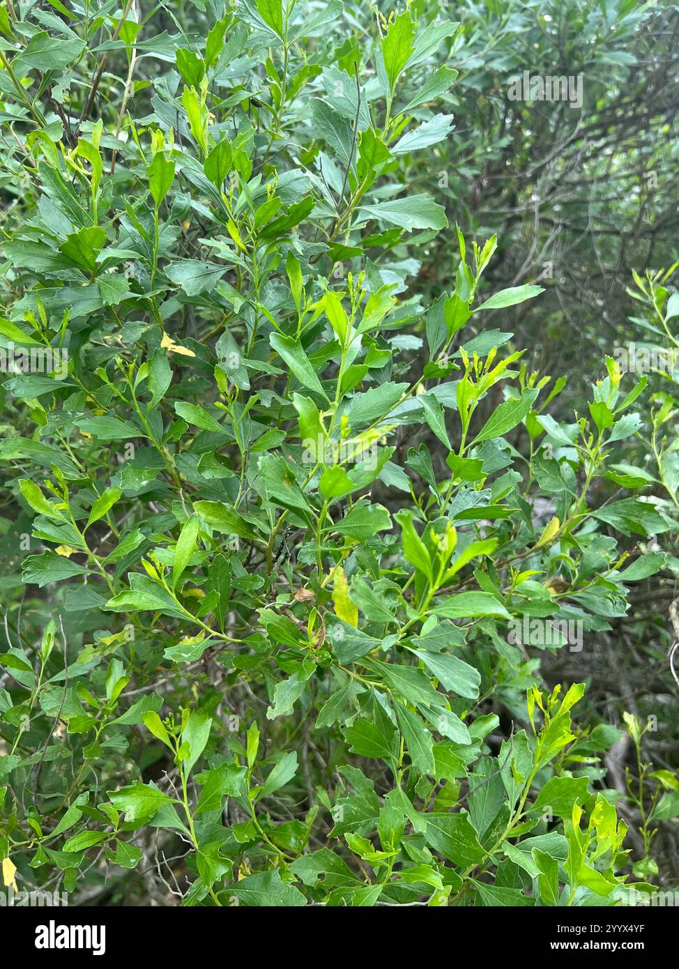 groundsel tree (Baccharis halimifolia Stock Photo - Alamy