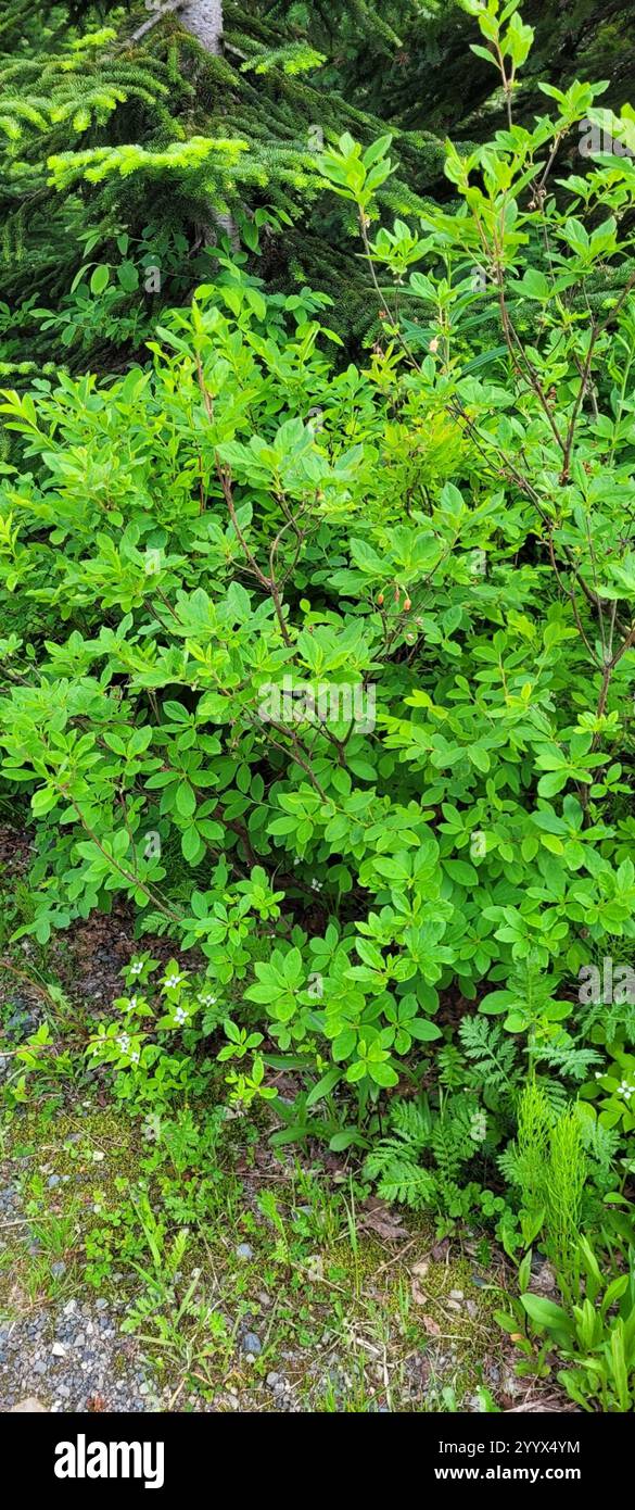 mock azalea (Rhododendron menziesii Stock Photo - Alamy