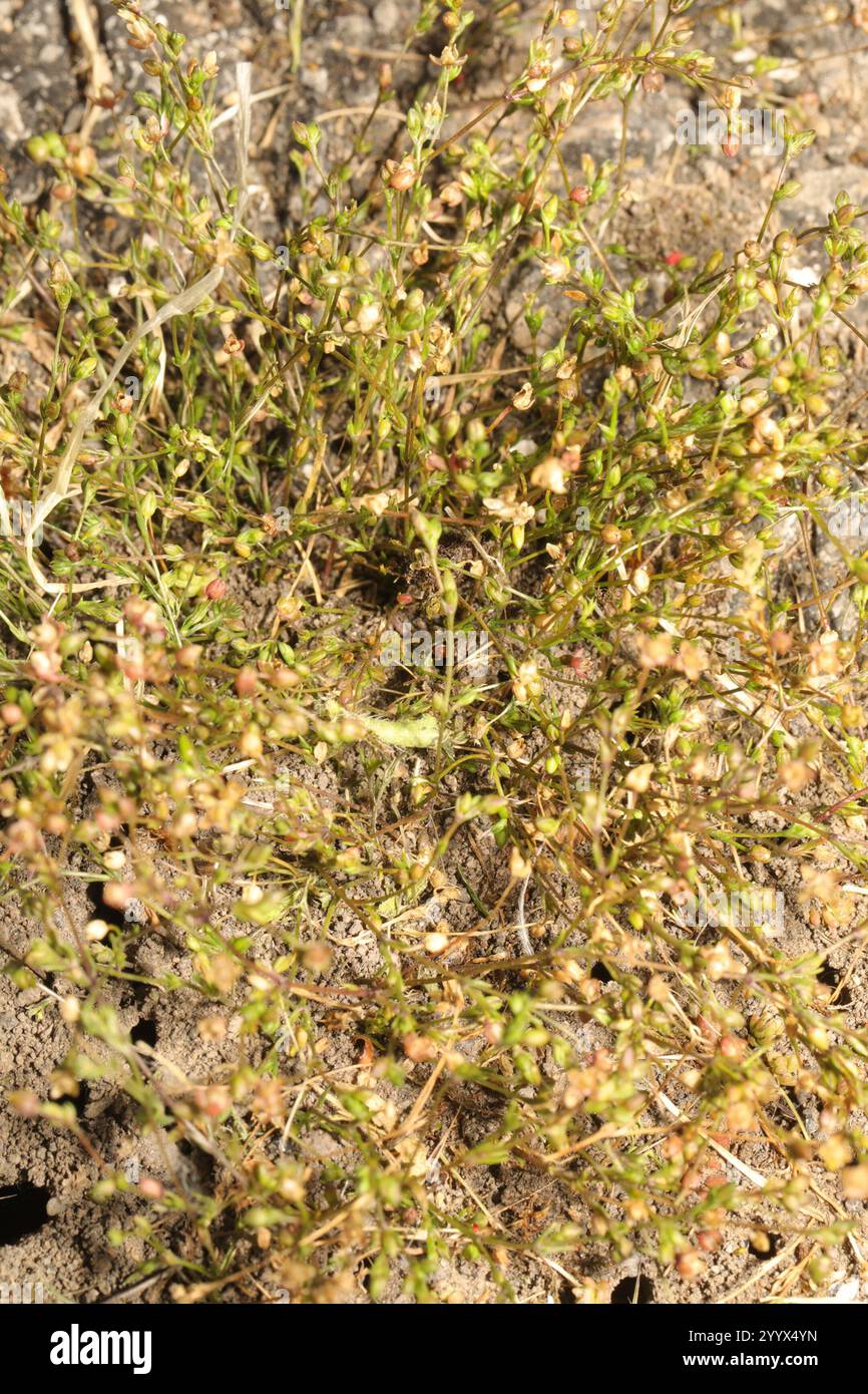 Annual Pearlwort (Sagina apetala Stock Photo - Alamy
