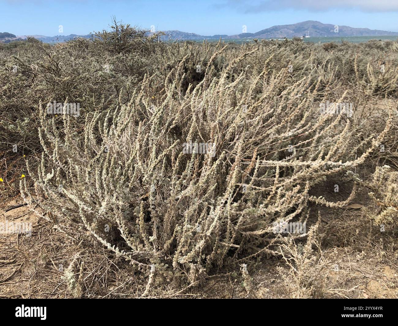coastal sagewort (Artemisia pycnocephala Stock Photo - Alamy