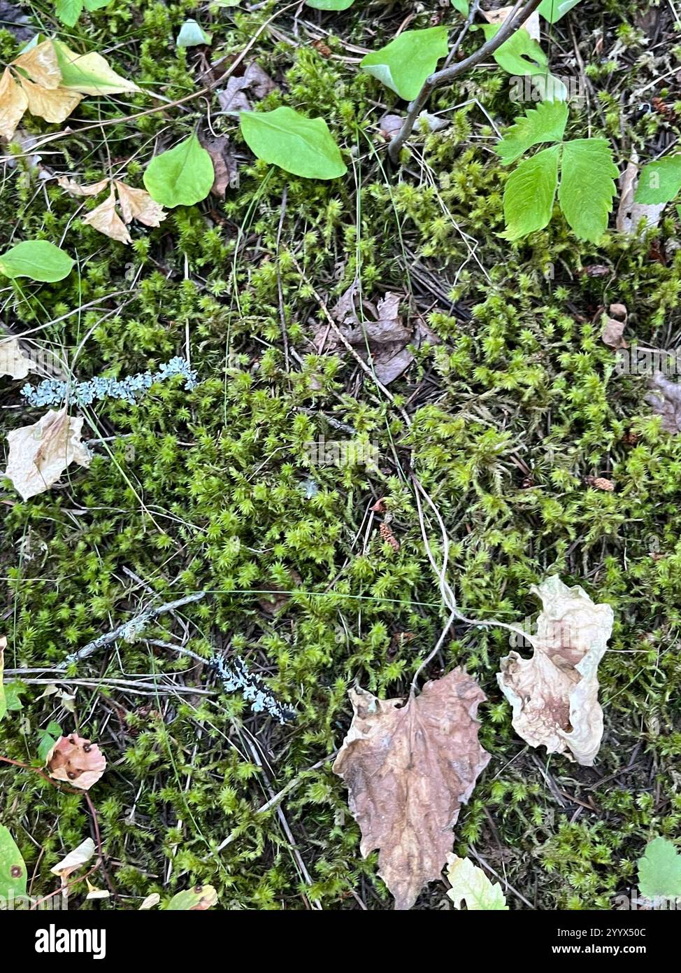 Ostrich-plume Moss (Ptilium crista-castrensis Stock Photo - Alamy