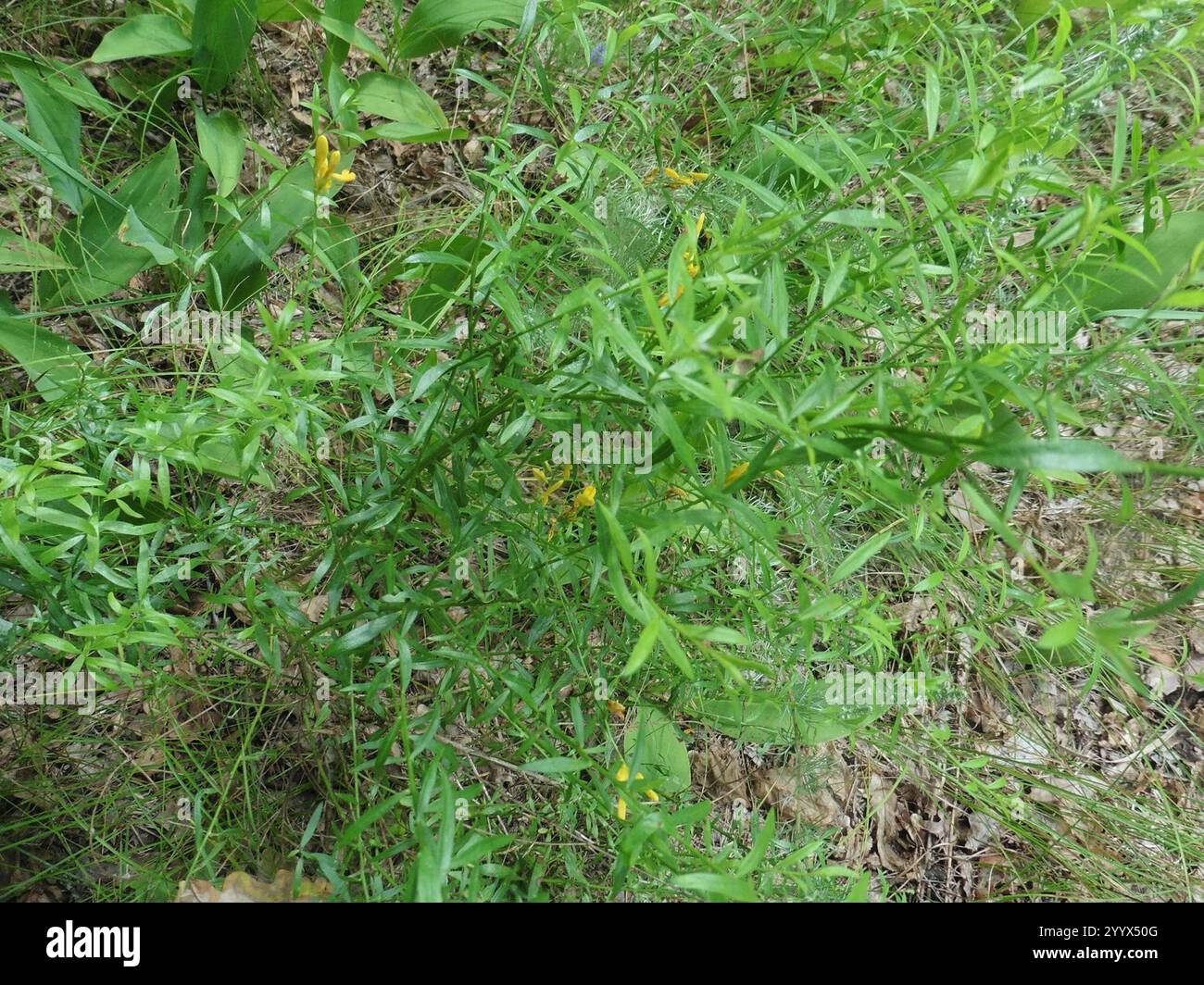 Dyer's Greenweed (Genista tinctoria Stock Photo - Alamy